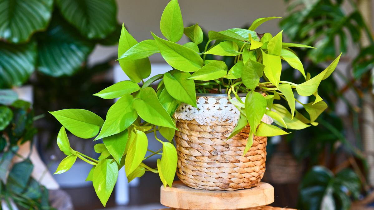 Neon Pothos: Your Go-To Low-Light Buddy!– Just One More Plant